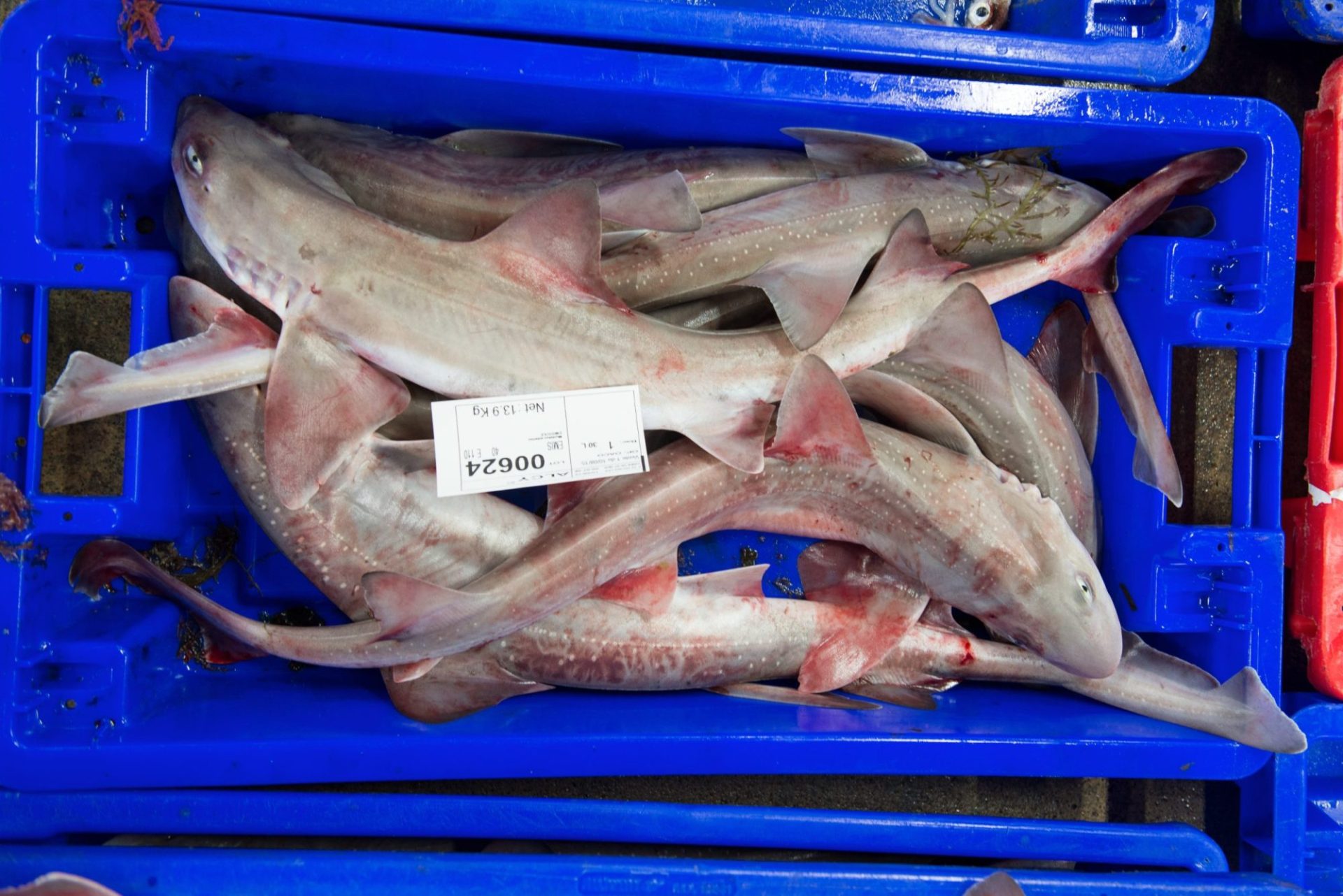 Émissole - Cobrenord