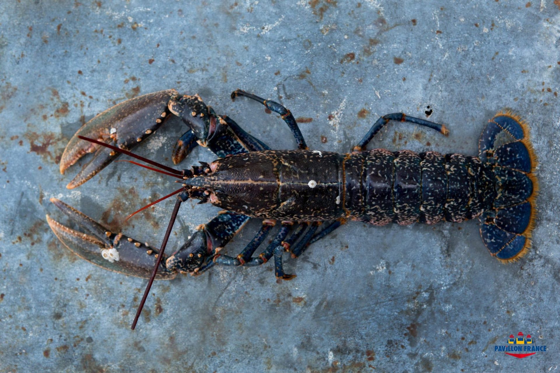 Homard européen - Cobrenord