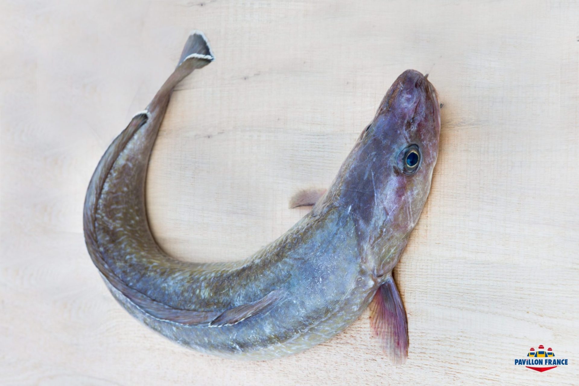 Lingue franche - Cobrenord