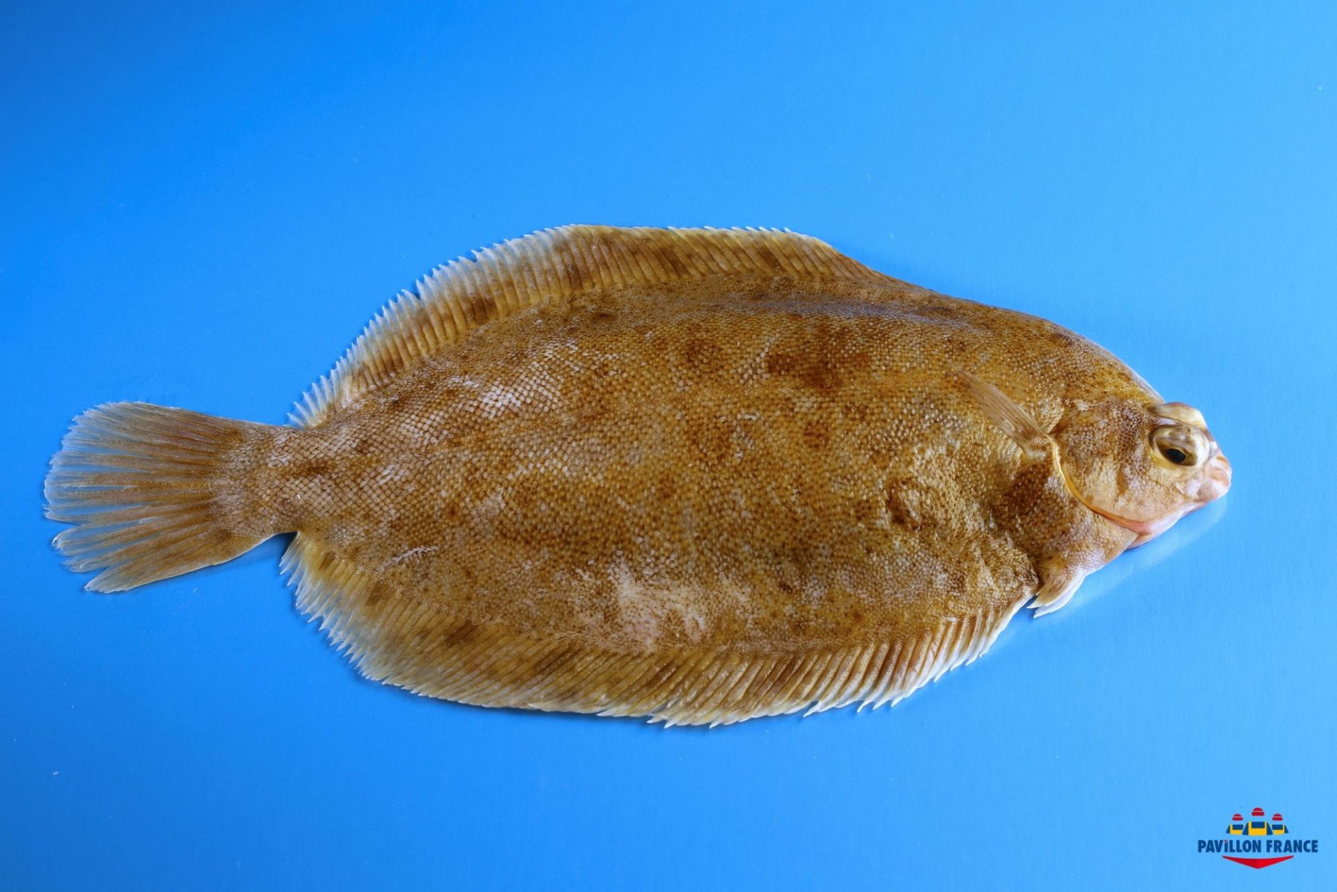 Limande-sole commune - Cobrenord