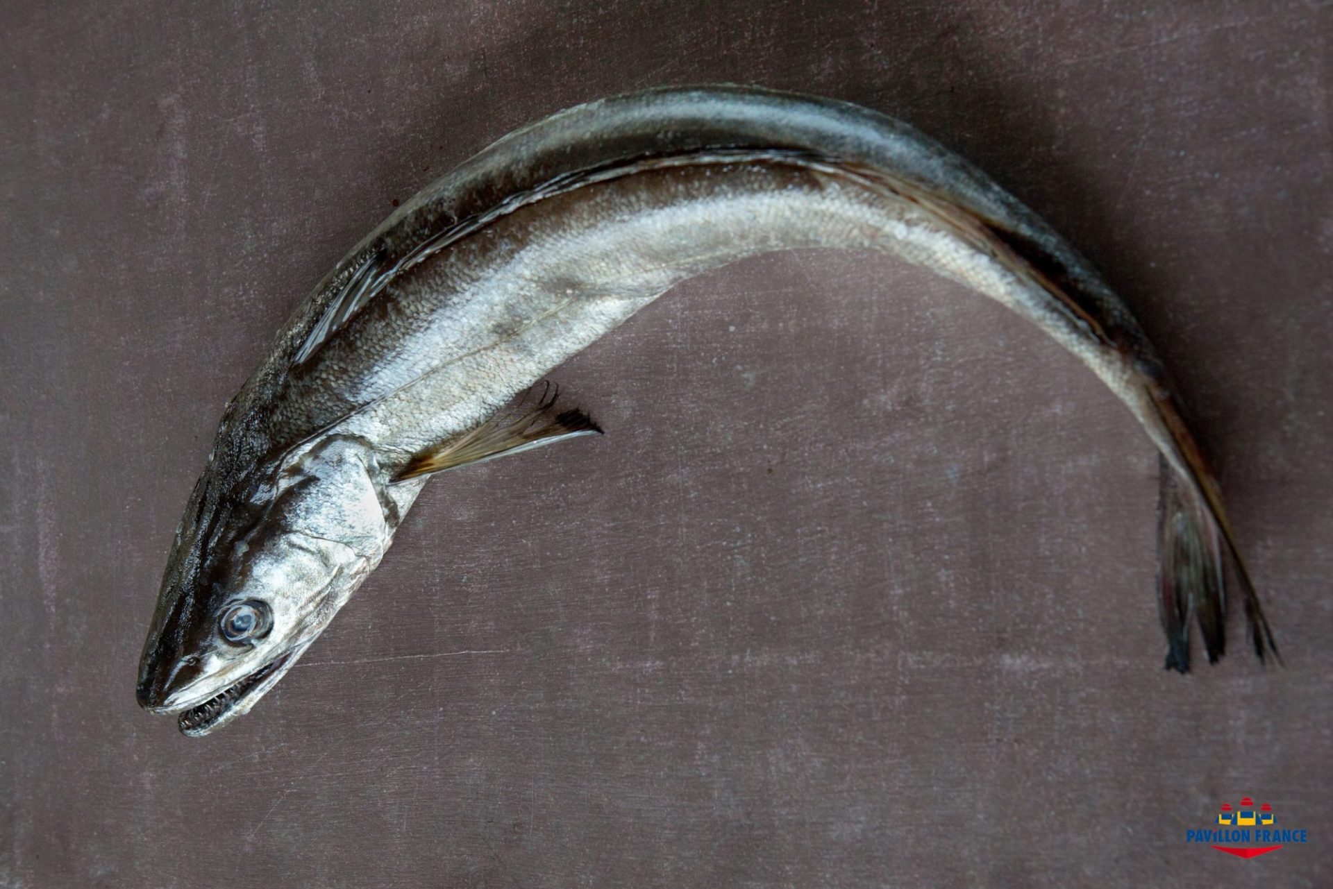 Merlu commun - Cobrenord