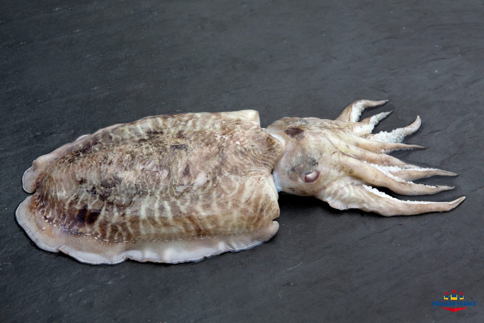 Seiche commune - Cobrenord