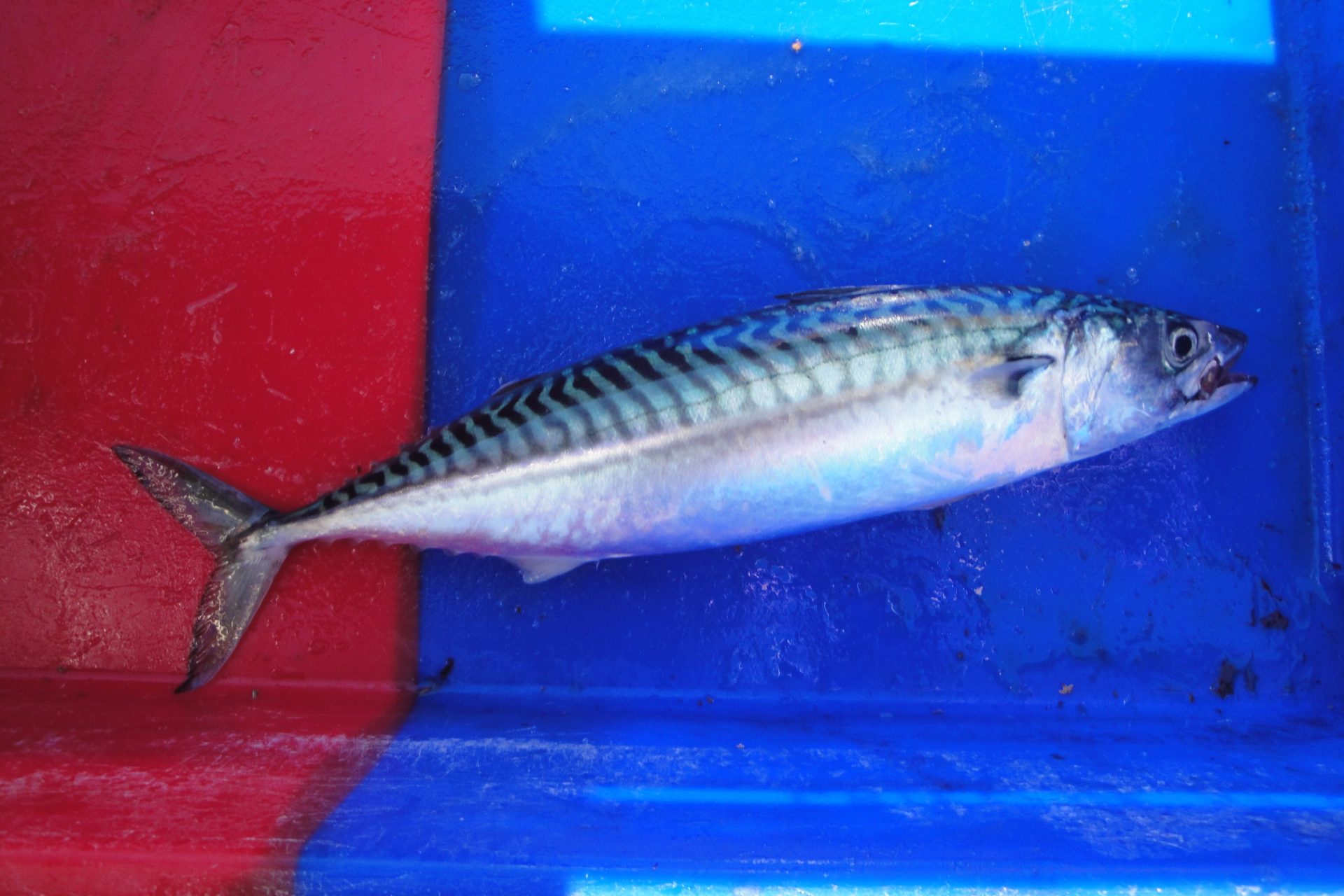 Maquereau commun - Cobrenord